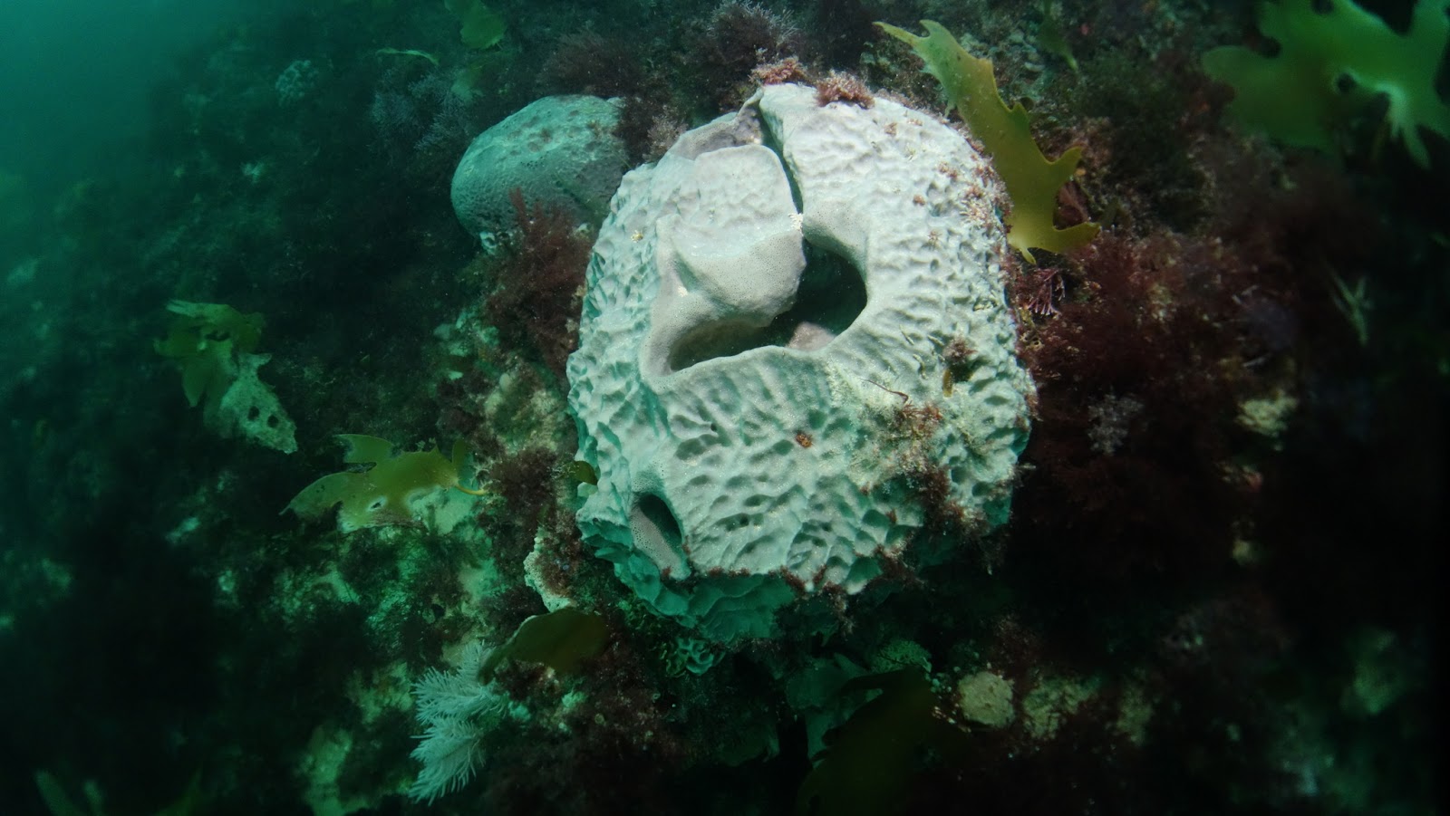Diving: Boar Fish Reef