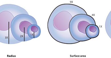 # 26 Surface area to volume ratios, Investigating diffusion | Biology ...