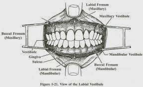 Medical Treatment Pictures-for Better Understanding: Mylohyoid Ridge ...