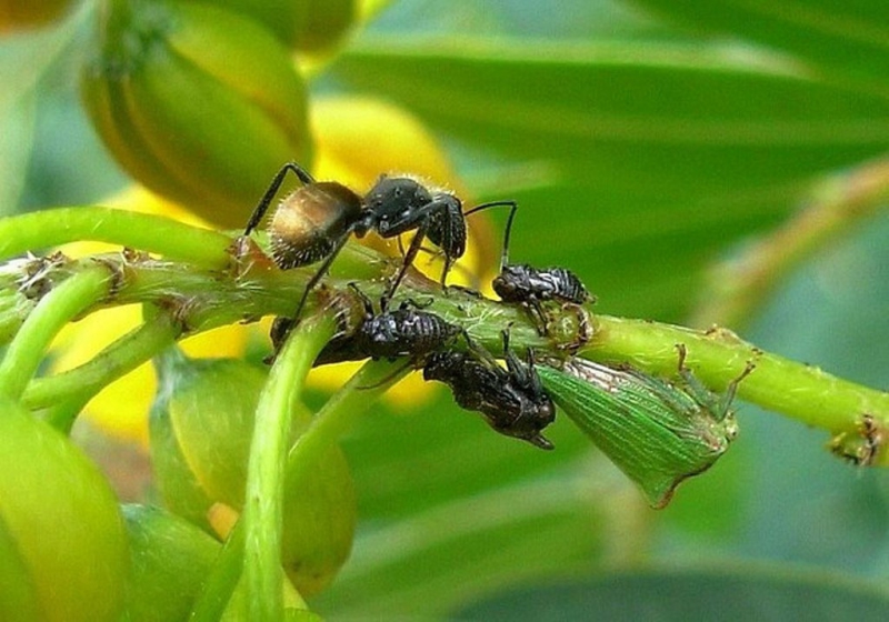 pixpeedia: The ugliest insects in the world