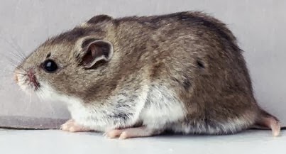 Chinese hamster, Chinese hamster Common - veterinary online