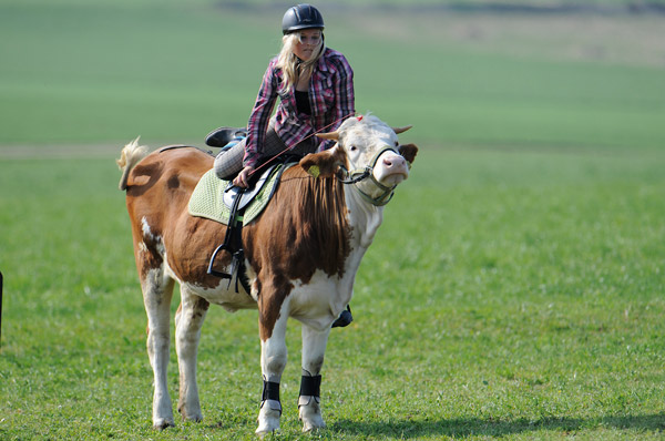 Vaca, caballo - Imagui