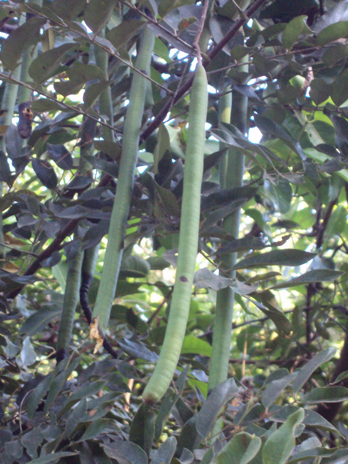 Gambia Nature Long Seed Pods Bignoniaceae