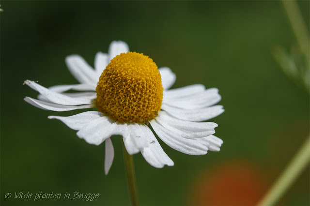 Wilde planten in Brugge: Echte kamille - Matricaria chamomilla