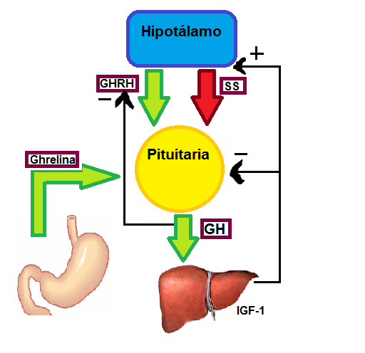 Ghrelina... "La hormona del apetito": Relación entre Ghrelina y GH