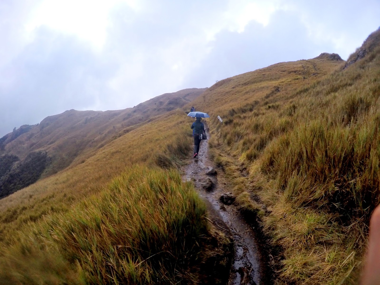 Do It Yourself Mount Pulag Itinerary via Ambangeg Trail - moredantravels