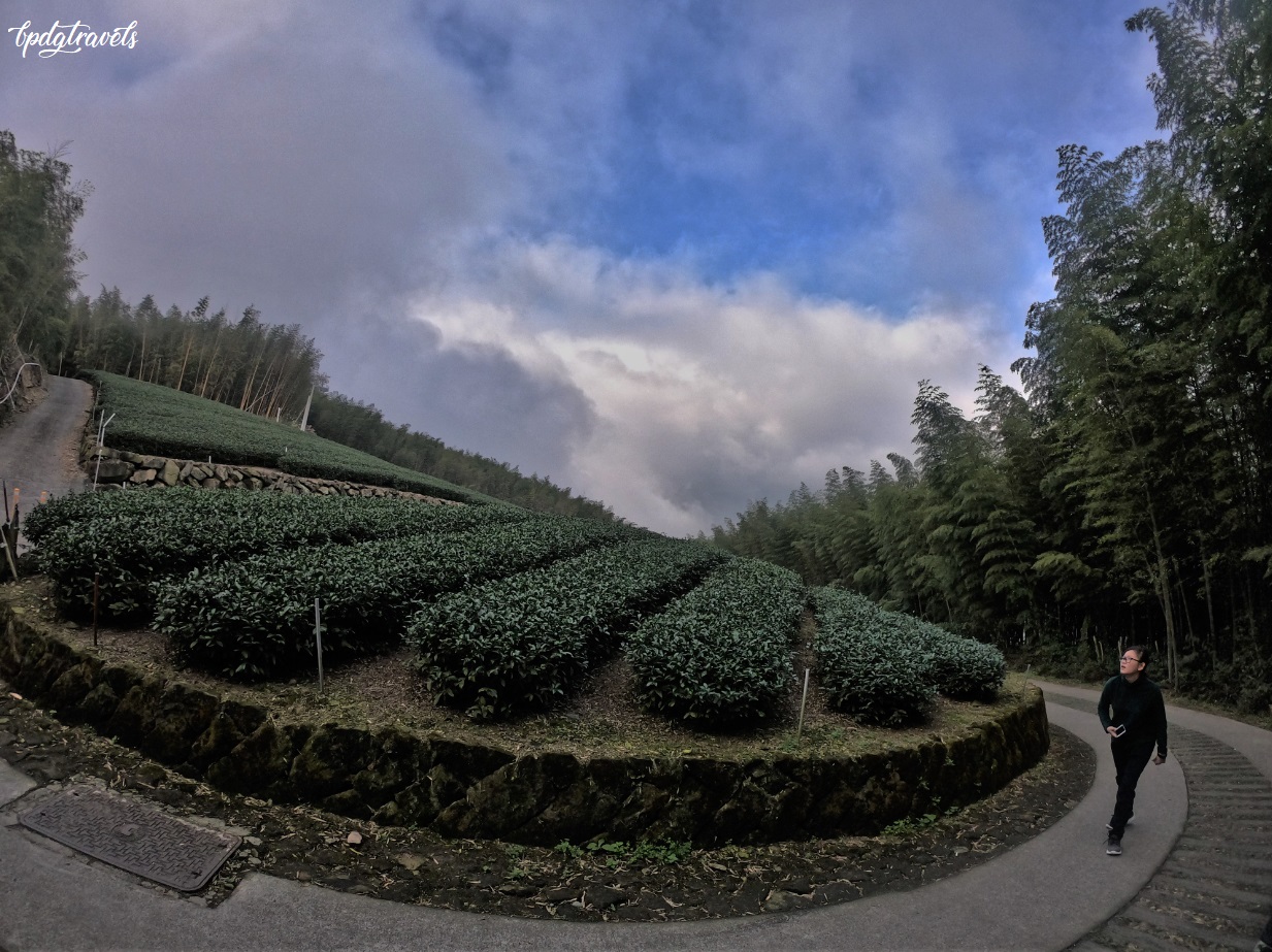 Taiwan Trip Day 5 - Alishan (阿里山) | Fenchihu 奋起湖 | Eryanping Trail ...