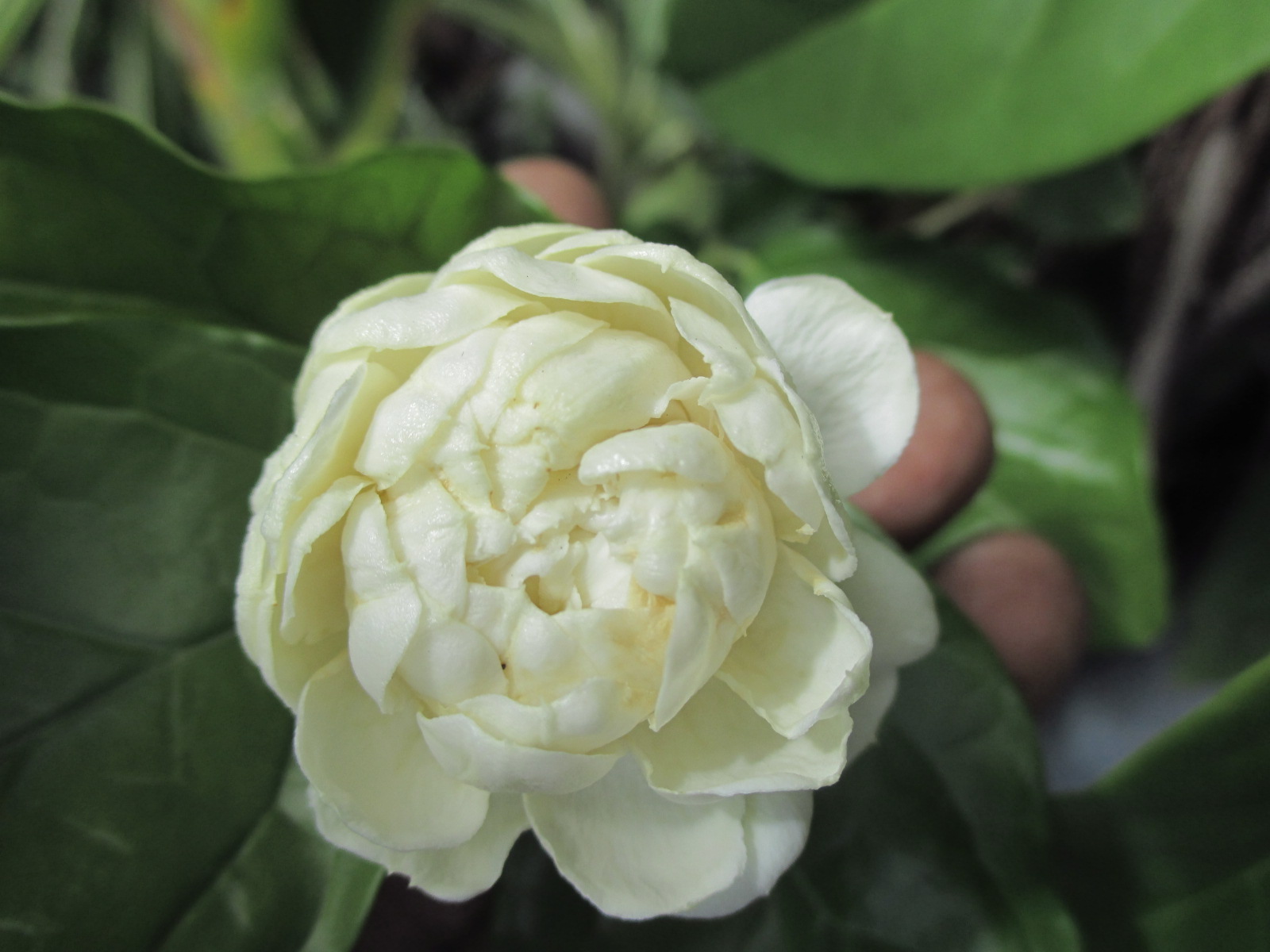 Garden Chronicles of James David: How to Care & Cultivate Grand Duke of ...