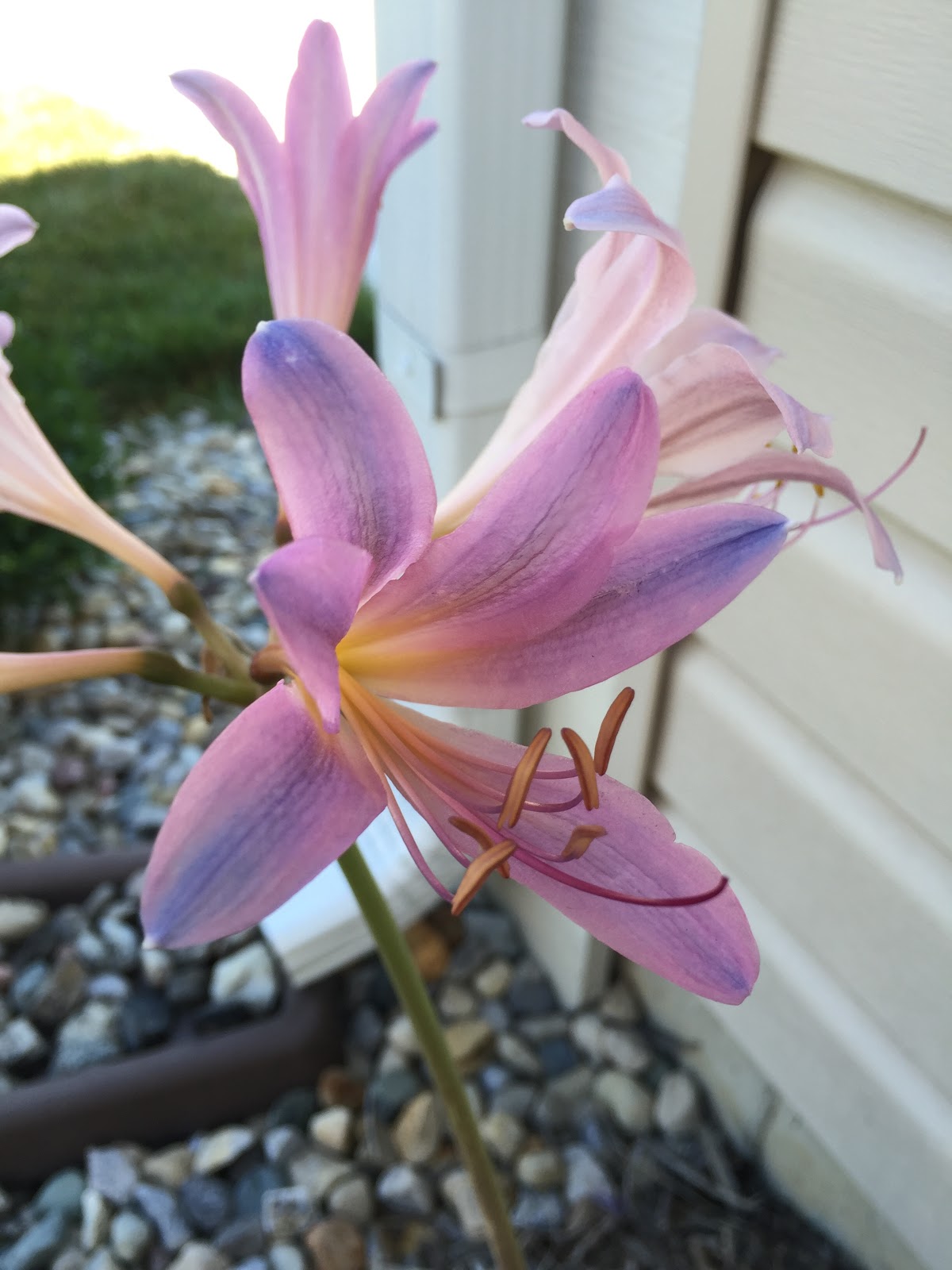 Recap: Best Blooms Summer 2016 [Backyard Neophyte Landscaping Blog]