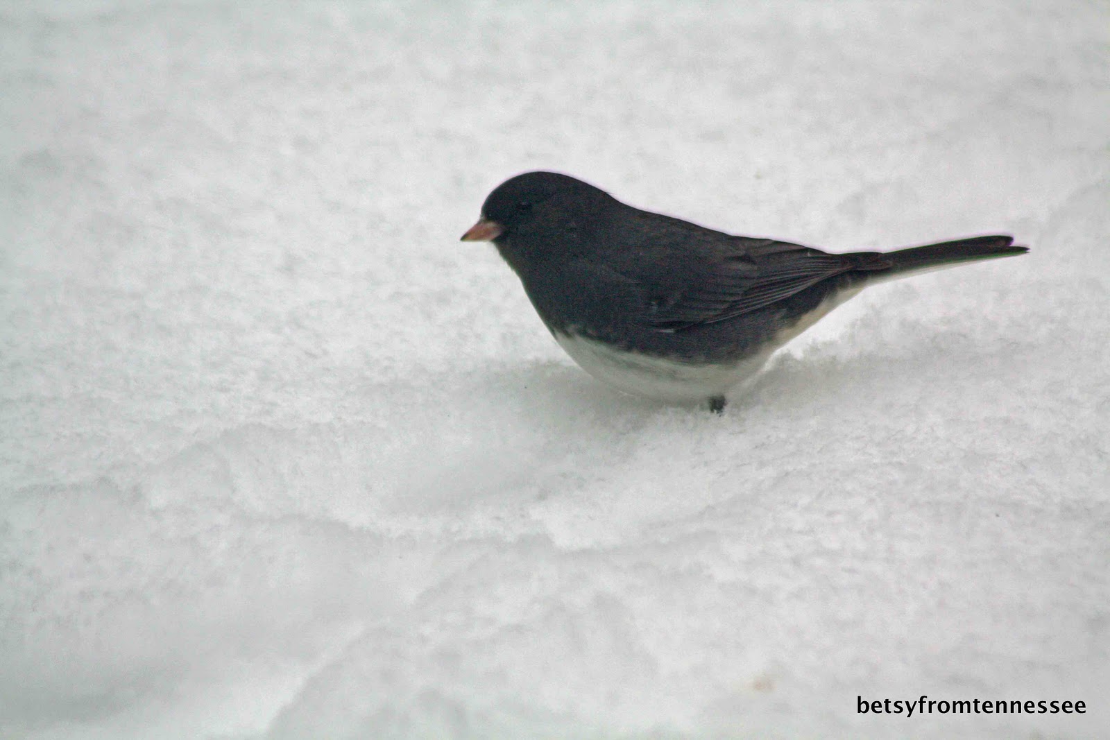 JOYFUL REFLECTIONS: January Birds --on a Frigid Winter Day in Tennessee