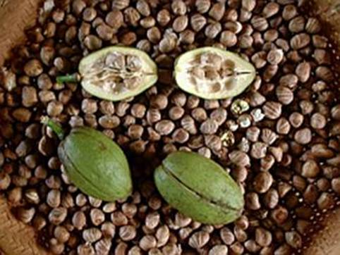 مدونة حِناء: بندق سبأ Saba Nut