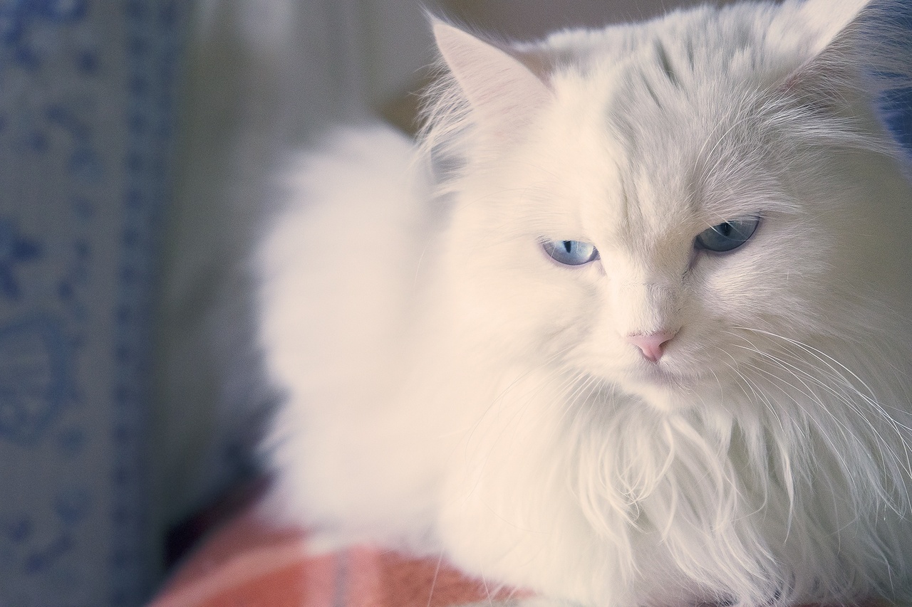 30 Gambar Jenis Kucing Anggora Beserta Harganya | Berita Jujur