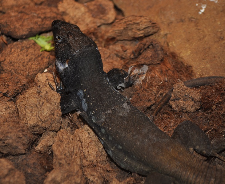ZOOTOGRAFIANDO (6.100 ANIMALS): LAGARTO TIZÓN DE CANARIAS / GALLOT´S ...