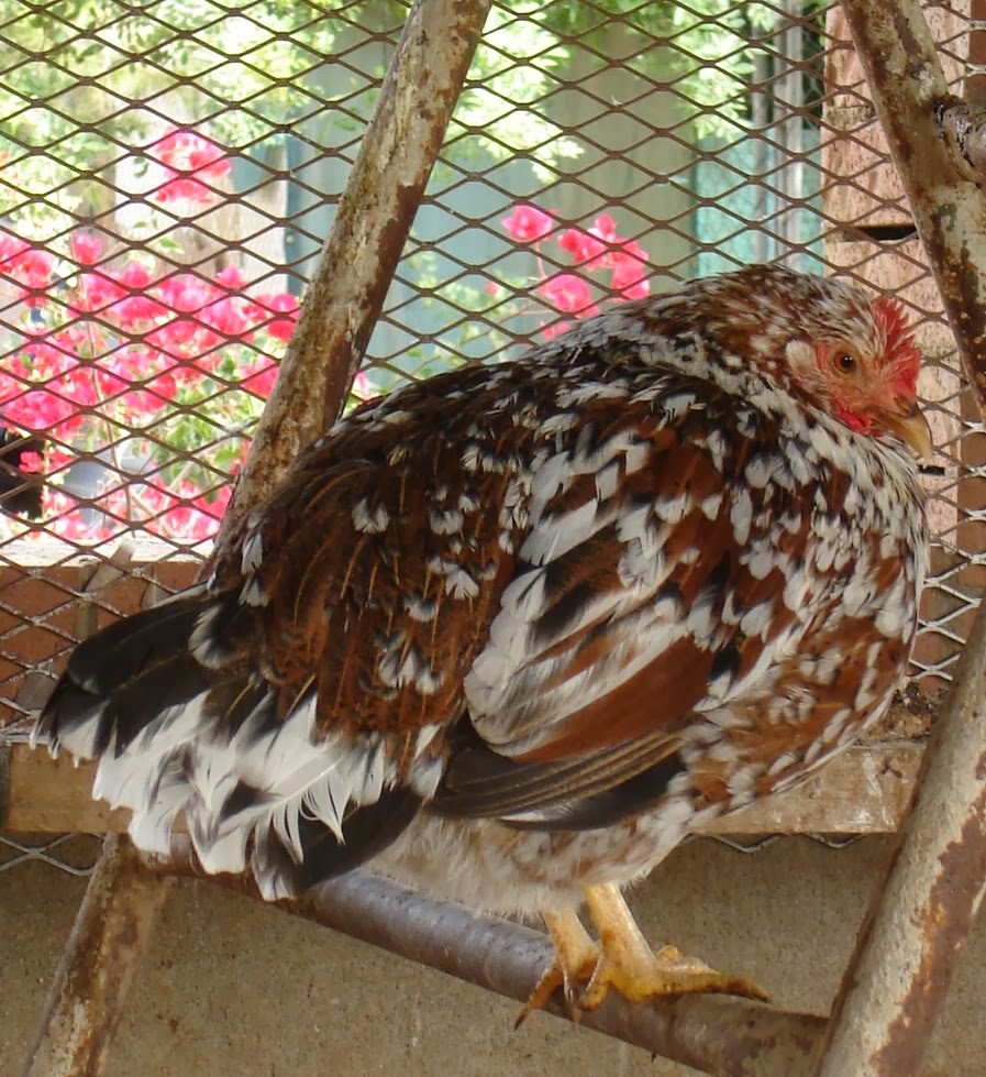 Aloha Chickens: Fall Breeder Pen #2
