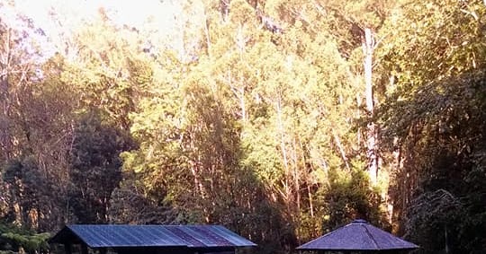 Adventure Travel; "Into the Pacific": Kalopa State Recreation Area ...