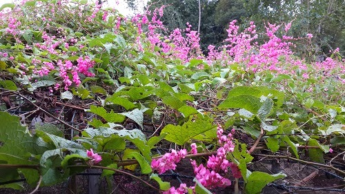 BUNGA-BUNGA BANYAK, KELULUT GEMBIRA DI SYAMILLE | Syamille Lebah ...