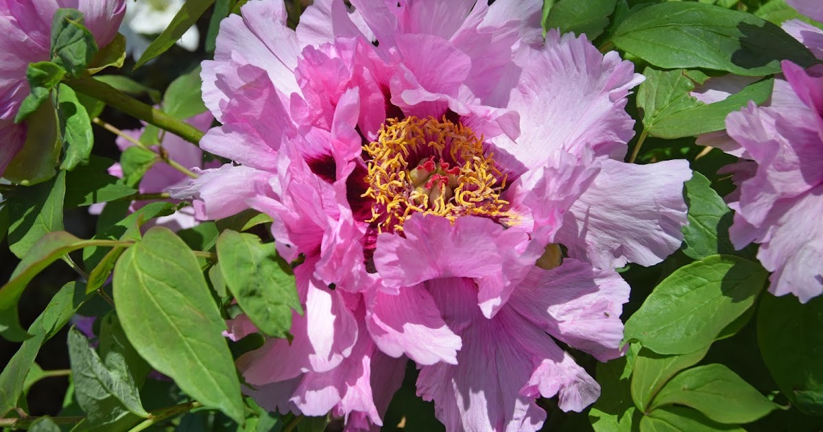 Southern Peony: 2018 Tree Peony 'Angel Emily' Best Performer - Week 3