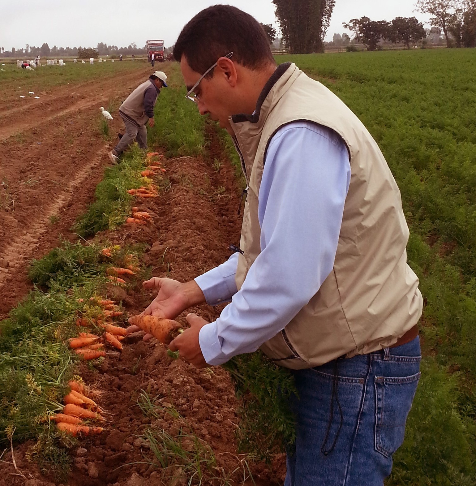GLOBAL SEEDS SAC - PERU