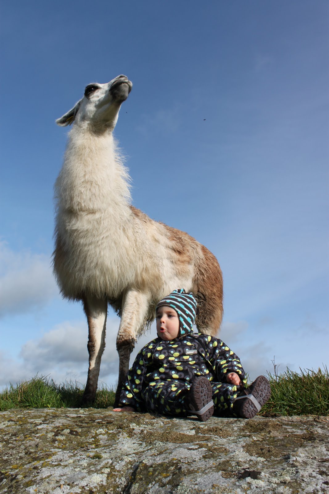 Et kongerike for en lama