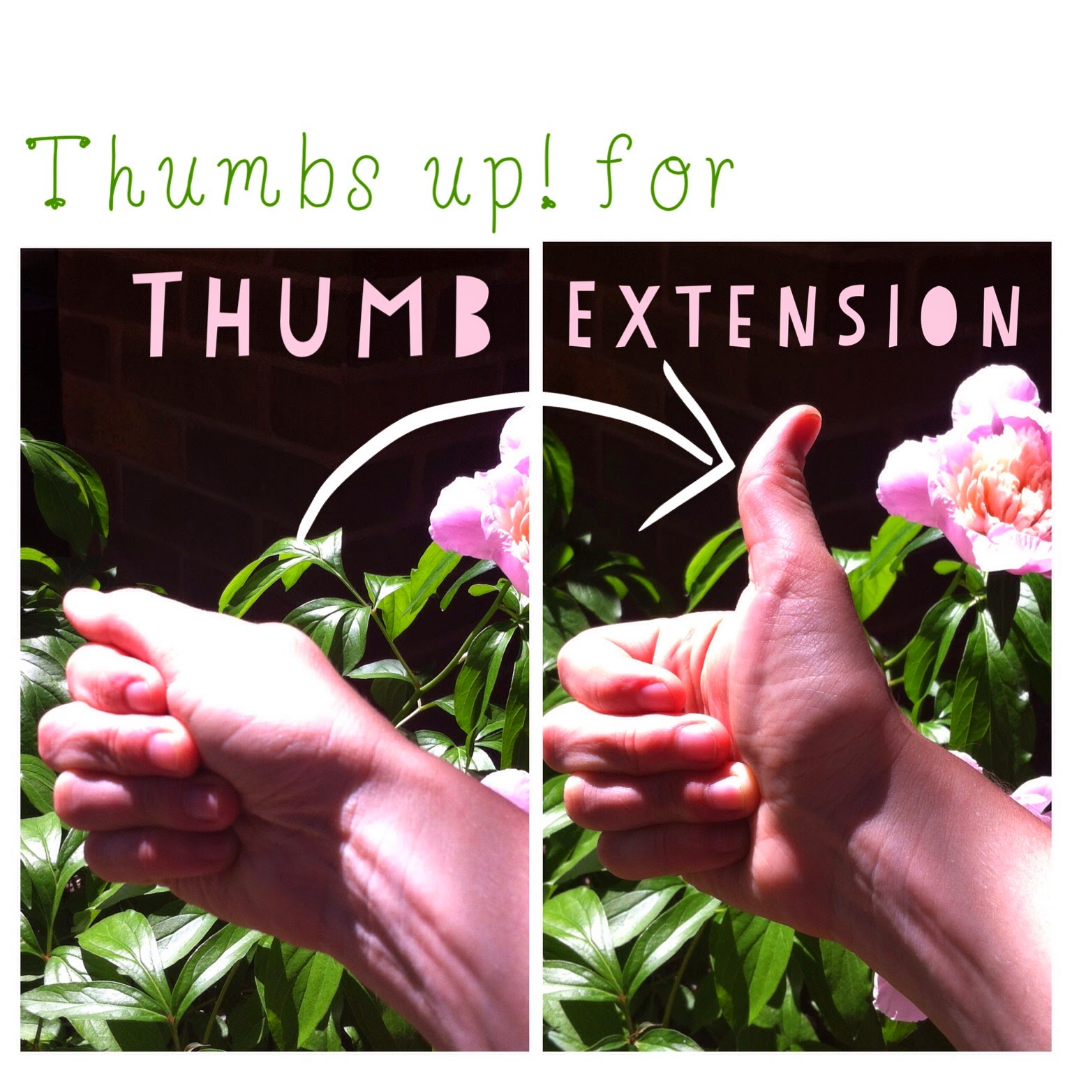 The Hip Joint: Extensor Pollicis Longus : (3 of 4 long thumb muscles)
