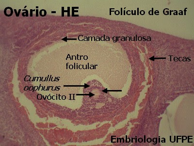 Embriologia UFPE: Ovogênese