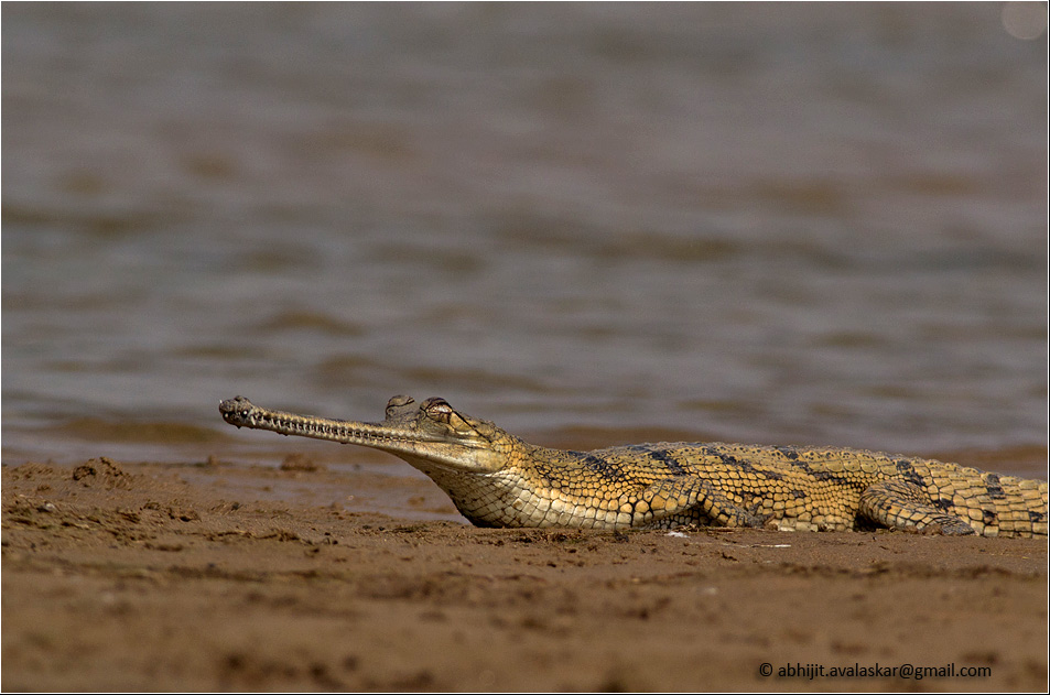 Introduction to Wild life: Gharial