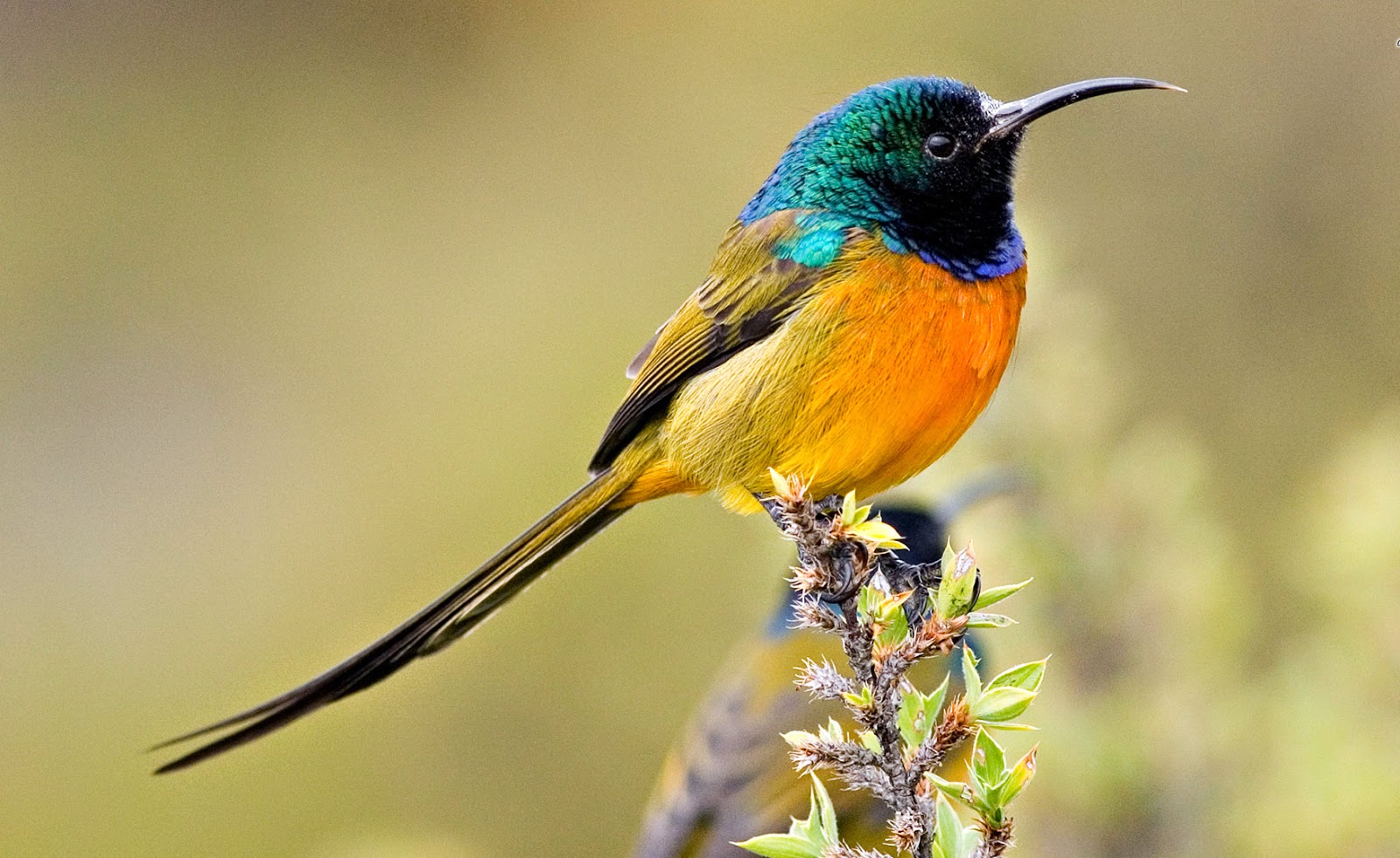 Rupa rupa burung - macam macam burung