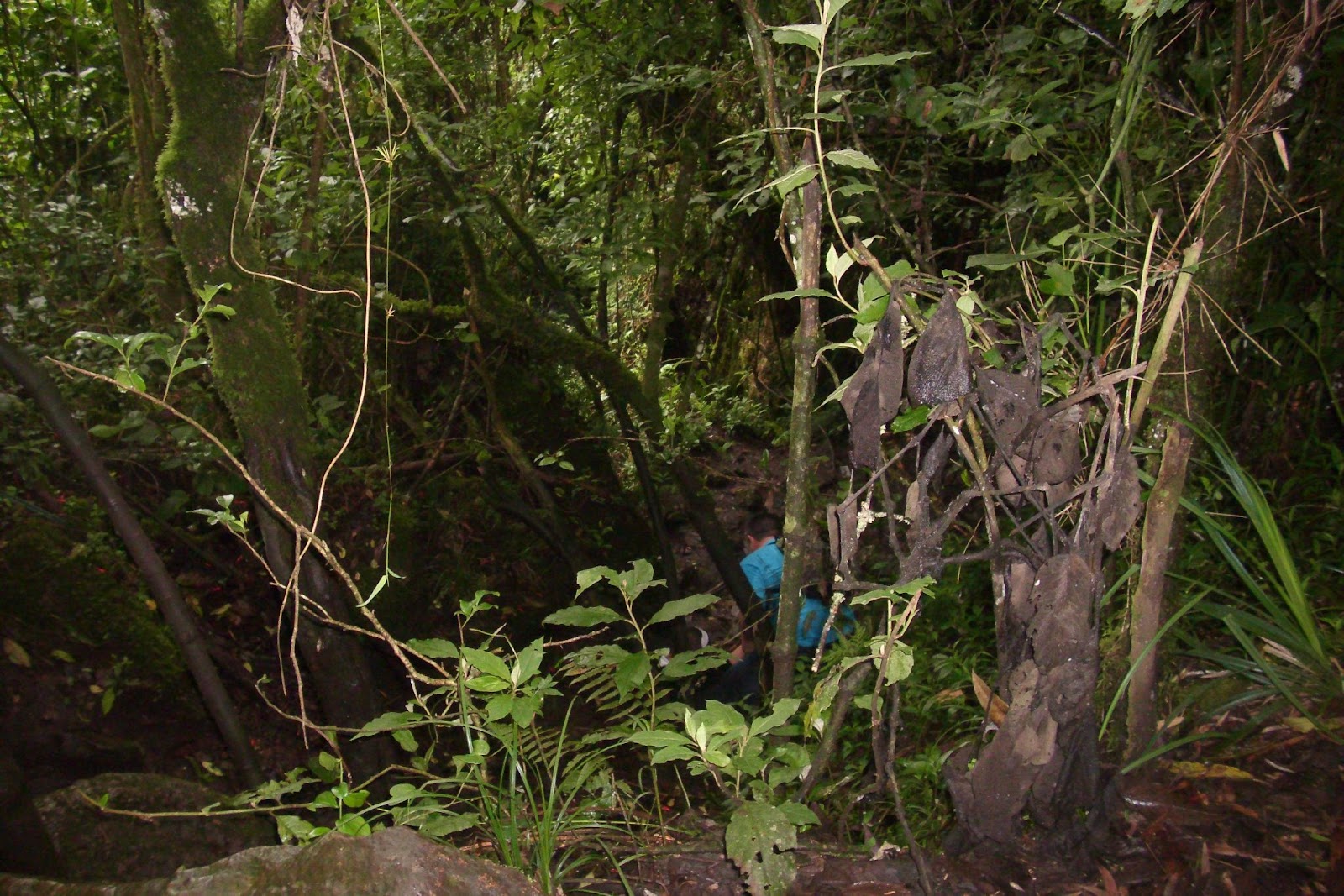 Los Ecosistemas: Los Ecosistemas