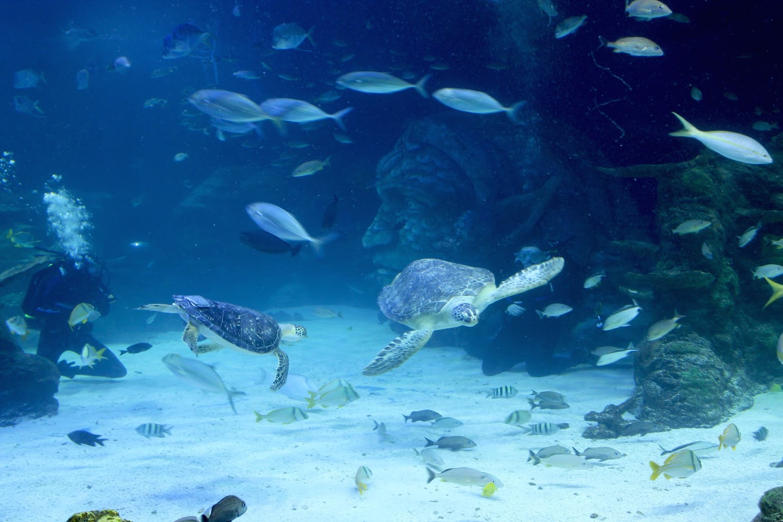 A GEEK DADDY: RESCUED GREEN SEA TURTLES FINDS NEW HOME IN MICHIGAN AQUARIUM