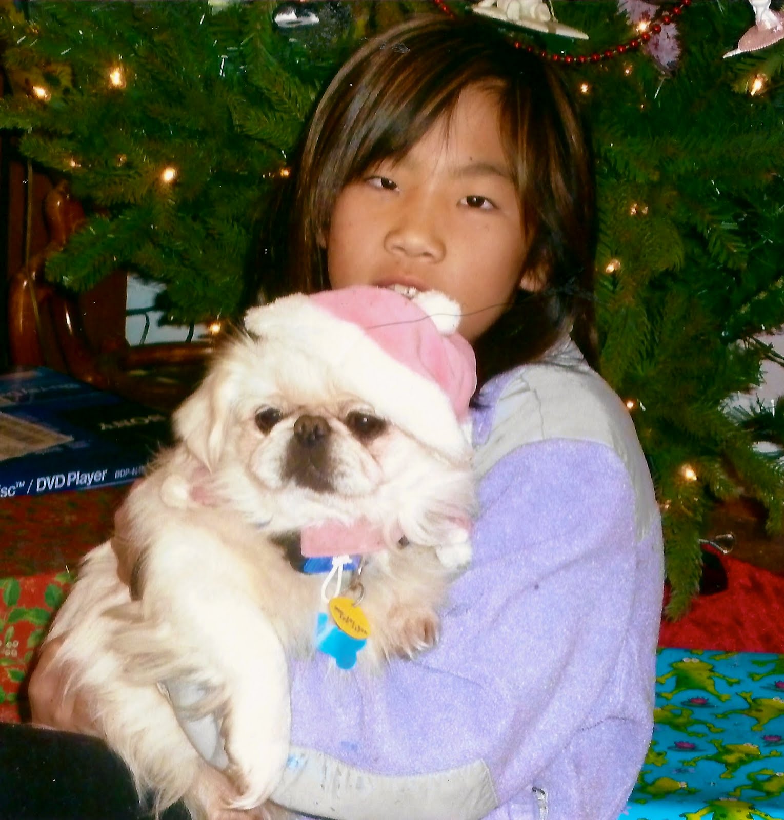 Must Love Pekes: TALOOLA PICTURES TO SHARE