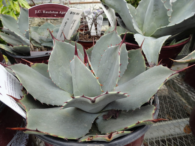 danger garden: doin’ double-takes…