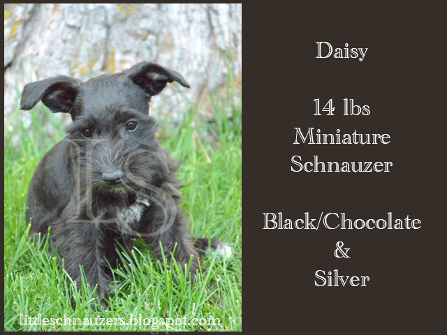 Schnauzer Paradise: Gallery