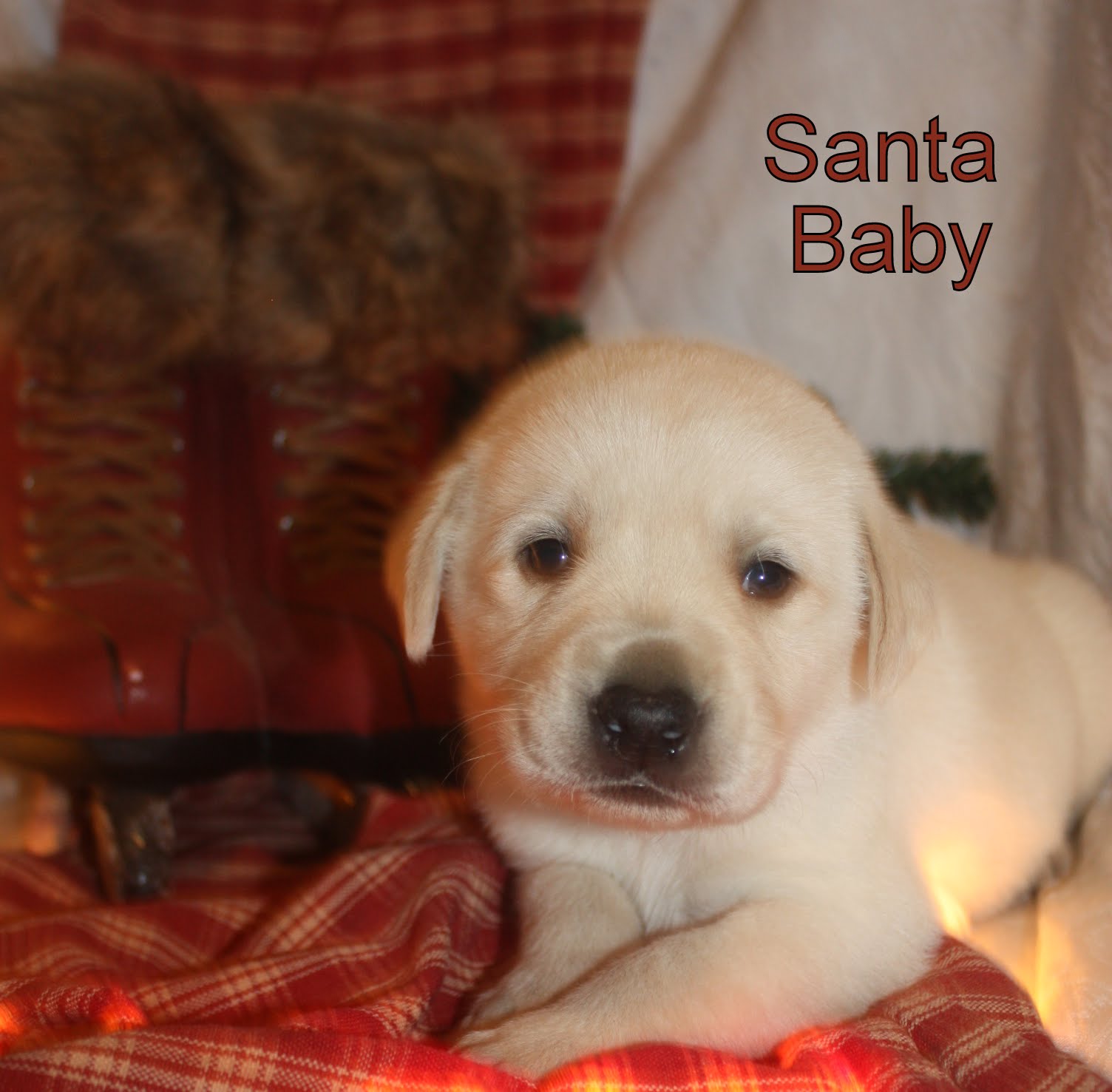 Maplewood Labradors: White Labrador Puppies!!!