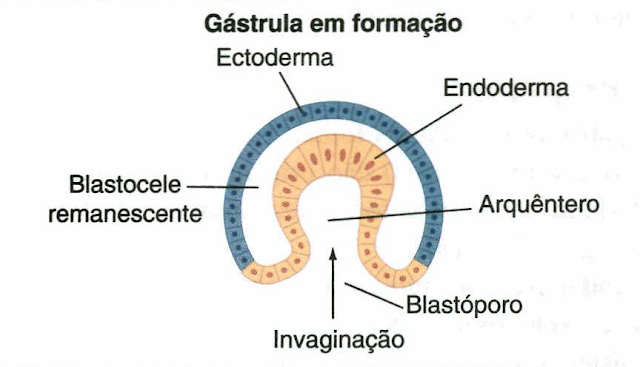 Gástrula em formação
