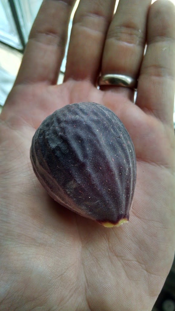 Desert Valley Orchard: Petite Negra Fig