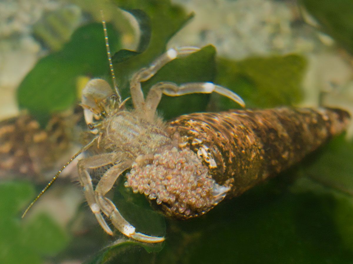 Wanderin' Weeta (With Waterfowl and Weeds): 03/01/2013 - 04/01/2013