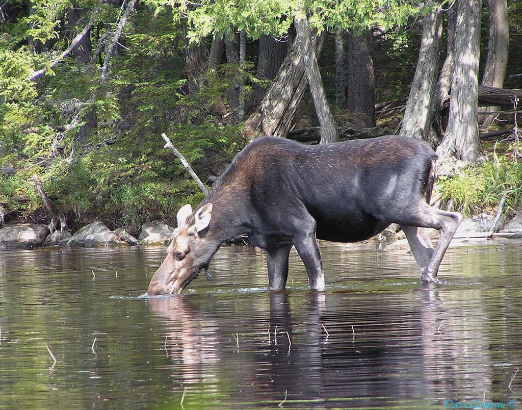 Dave Gomeau Photography: LIGHTHOUSE and MOOSE