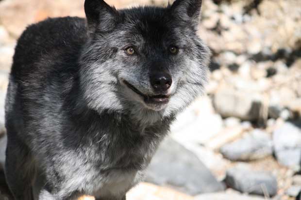 Abe's Animals: Pictures of Japanese wolves alive in color