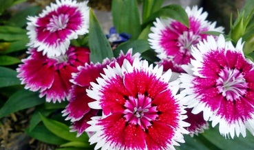 Tanaman Bunga Anyelir - Dianthus caryophyllus