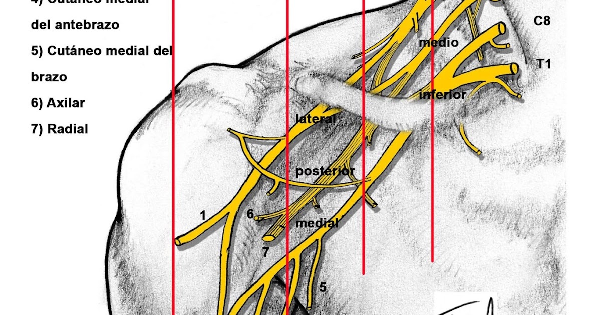 Anatomia en Taller: Constitución del plexo braquial