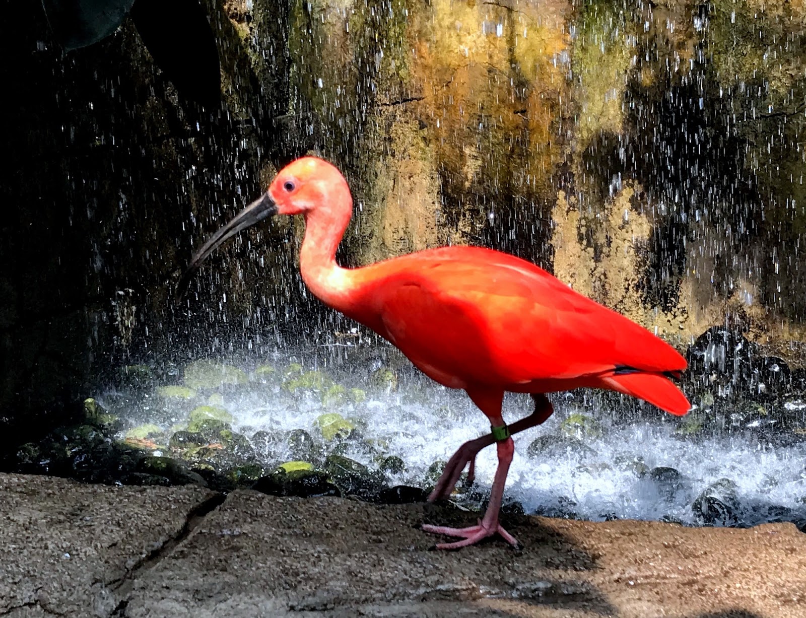 Create With Mom: Bird Kingdom in Niagara Falls