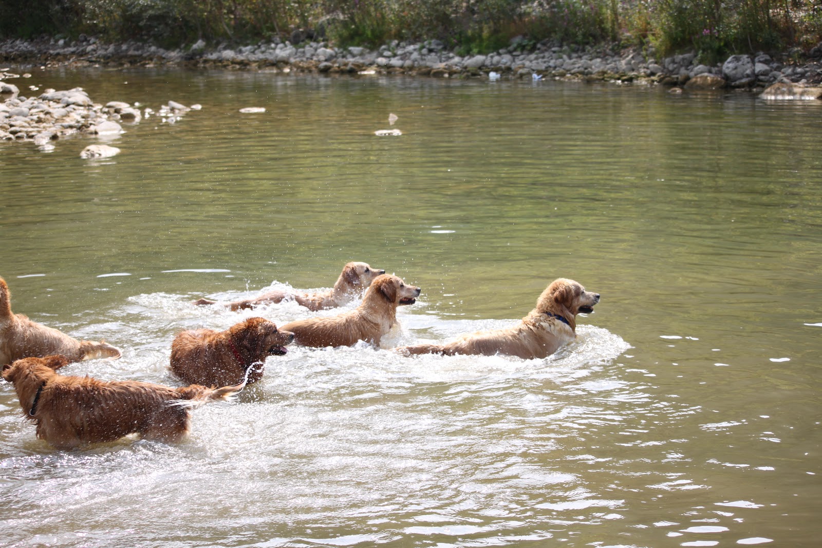 PACO,MILO AND MAYA'S BLOG