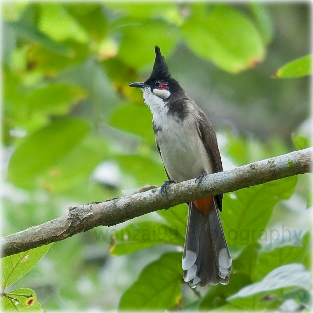 wanzai99 PHOTOGRAPHY: Burung Merbah Telinga Merah