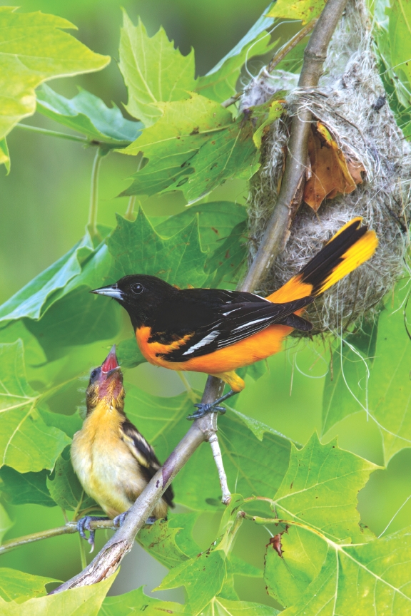 More Fun Facts about Nesting | Nature Notes Blog