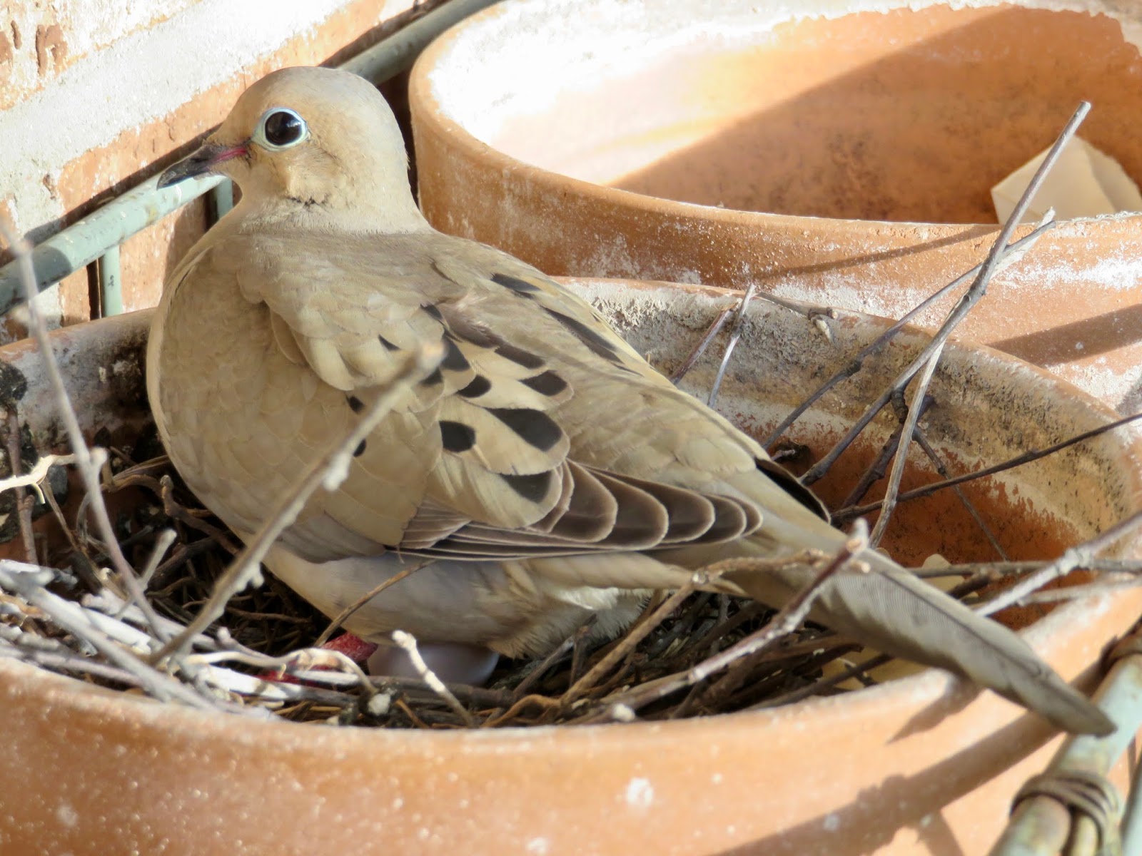 Nib s End Mourning Dove nib-s-end-mourning-dove