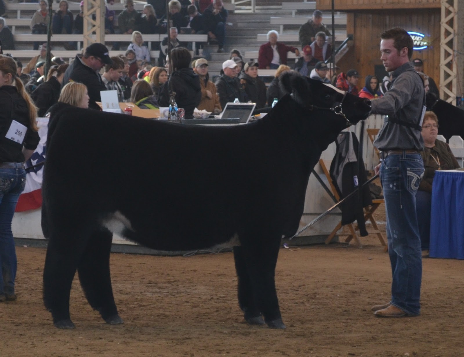 MITTAG Blog: Iowa Beef Expo - Division 3 Heifers