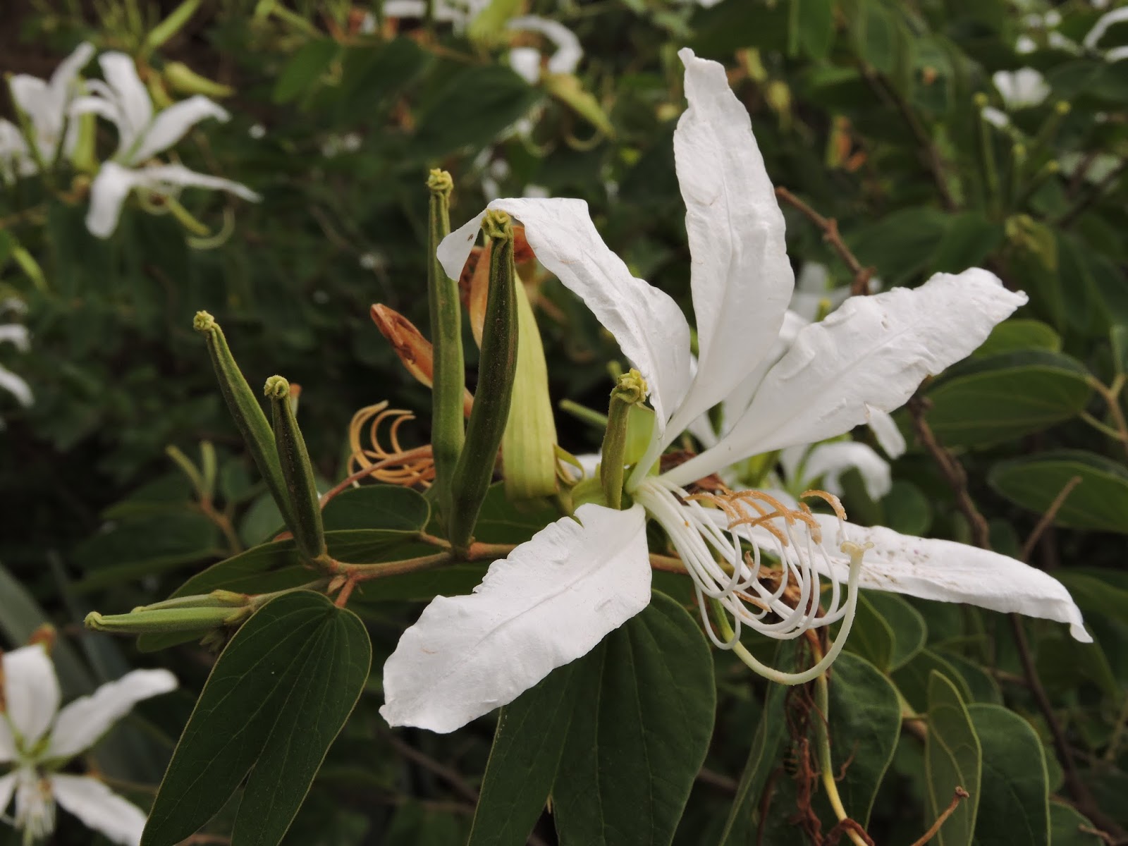 Fabaceae - Leguminosae no Brasil: Cercidoideae