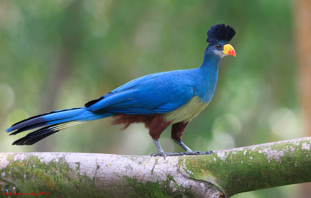Biologia-Vida: Grande Turaco Azul: Uma Ave Majestosa! / Great Blue ...