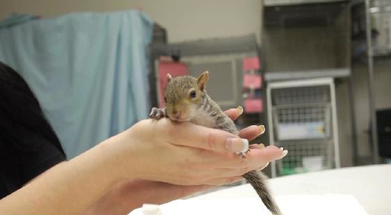 Imperdible: Mira a esta tierna ardilla bebé rescatada a la hora de ...