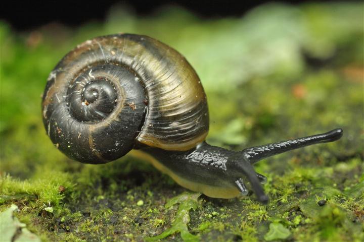 Bryce McQuillan Macro Photography: Slugs/Snails and Velvet Worms
